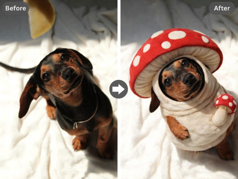 Dress Your Pet in a Mushroom Costume with AI - Somake AI