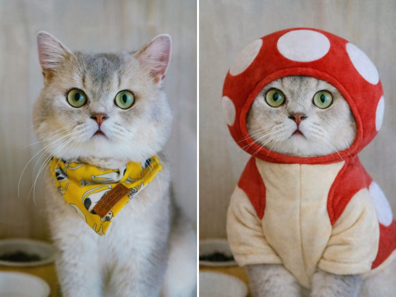 Dress Your Pet in a Mushroom Costume with AI - Somake AI